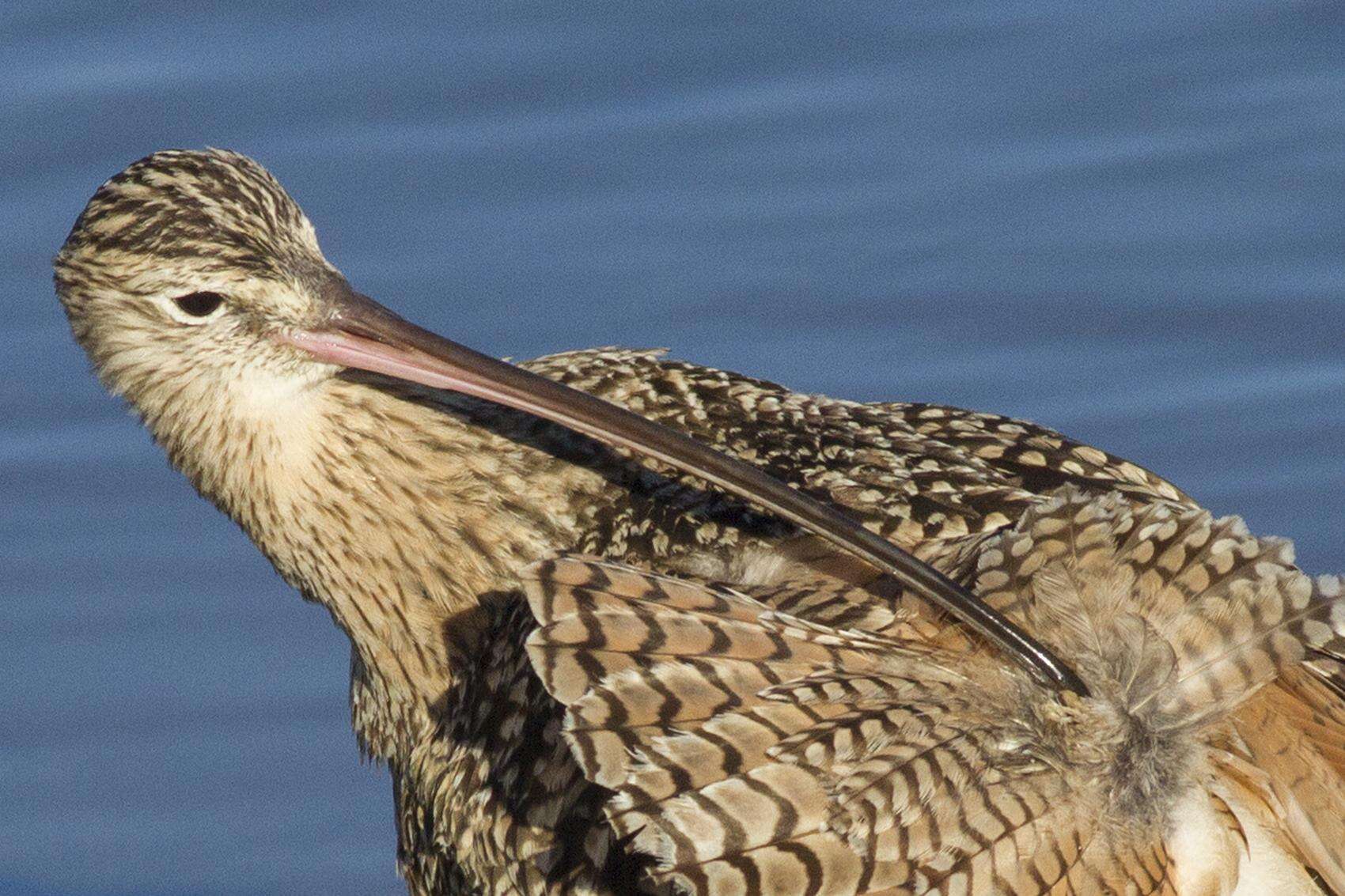 2025 sees more species declared extinct