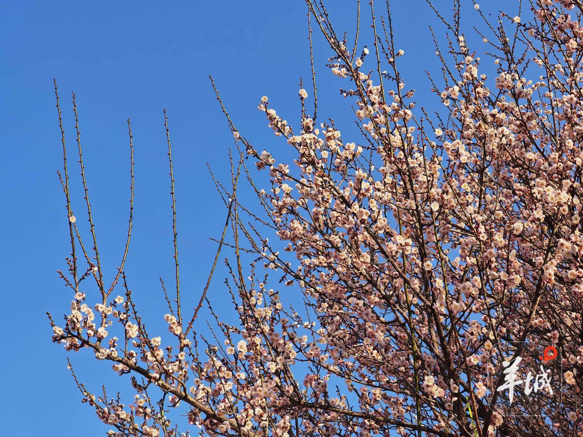【大美广东】Meizhou: A Thousand-Year-Old Song Dynasty Plum Still in Bloom梅州 ...