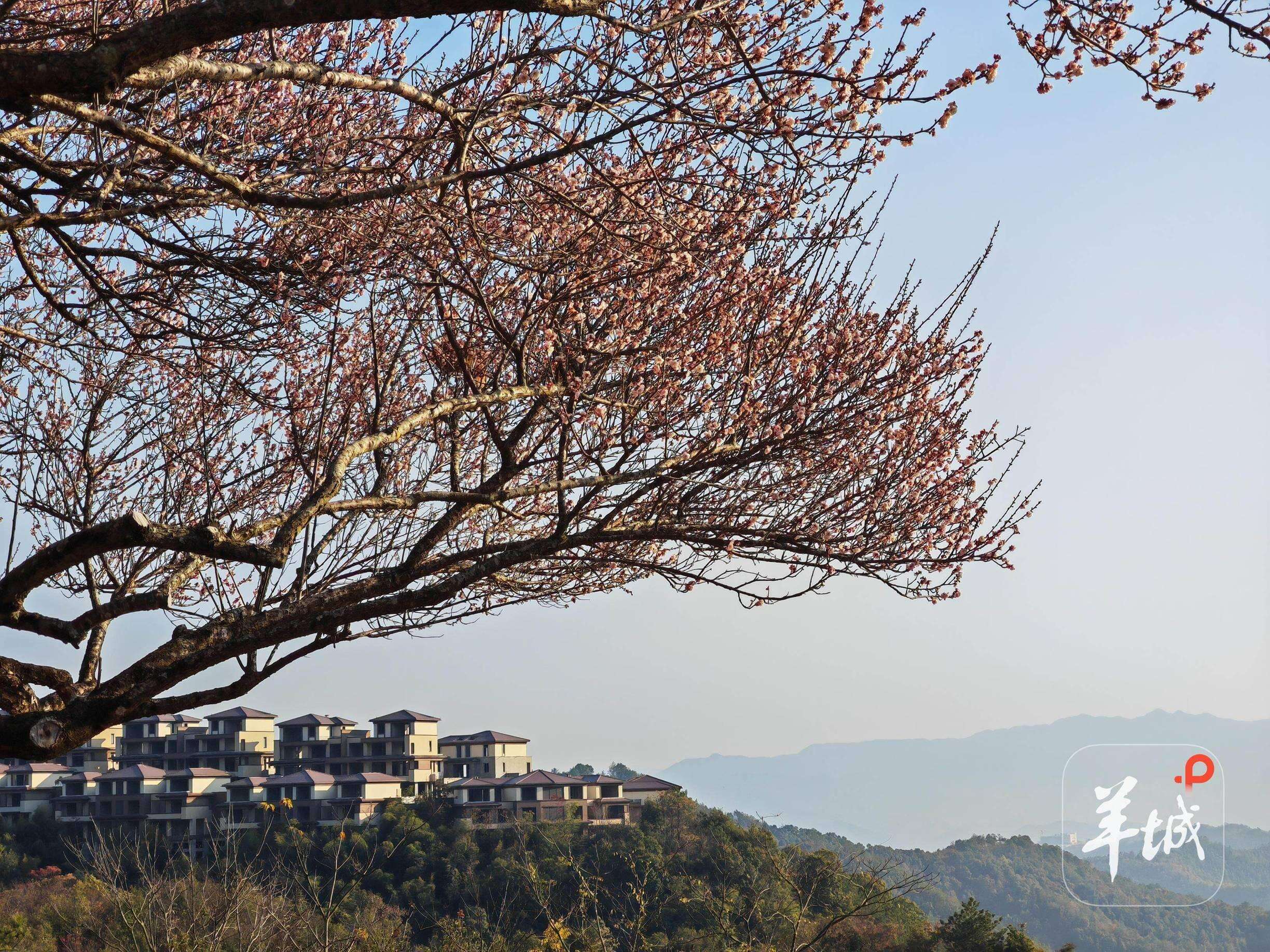 【大美广东】Meizhou: A Thousand-Year-Old Song Dynasty Plum Still in Bloom梅州 ...