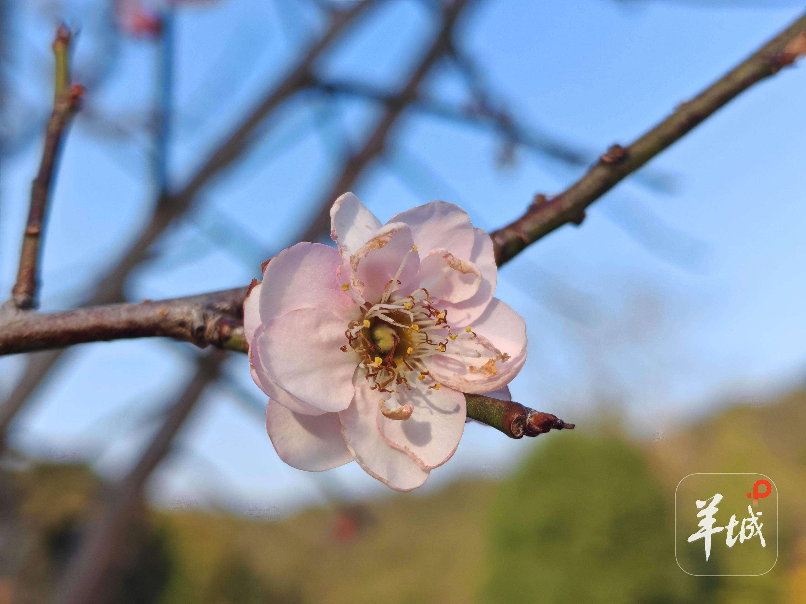 【大美广东】Meizhou: A Thousand-Year-Old Song Dynasty Plum Still in Bloom梅州 ...